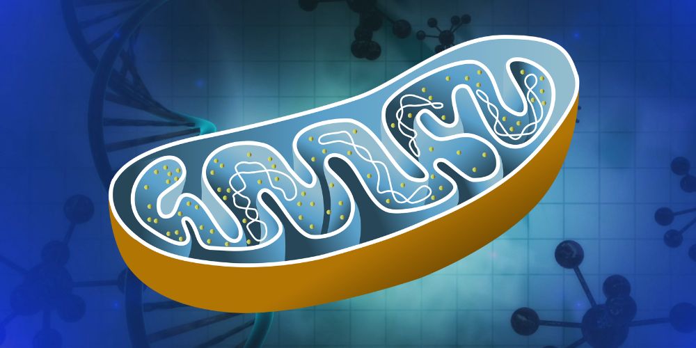Mitochondrien Aufbau - einfach erklärt
